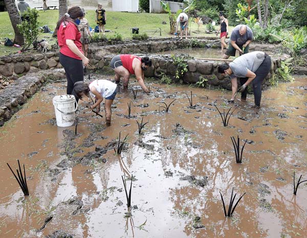 Restoring the lo‘i kalo | News, Sports, Jobs - Maui News